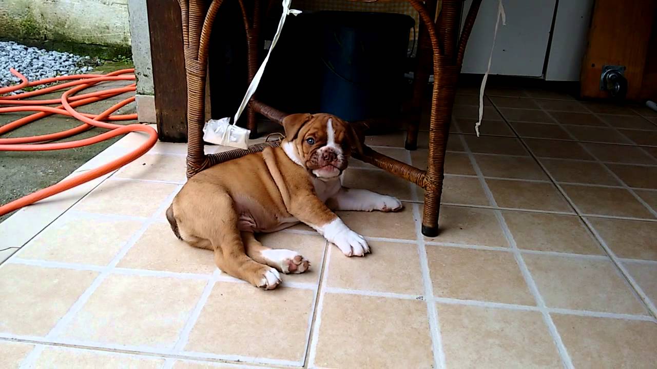 Brazillian Bulldog Puppy Playing - filhote de buldogue campeiro ...