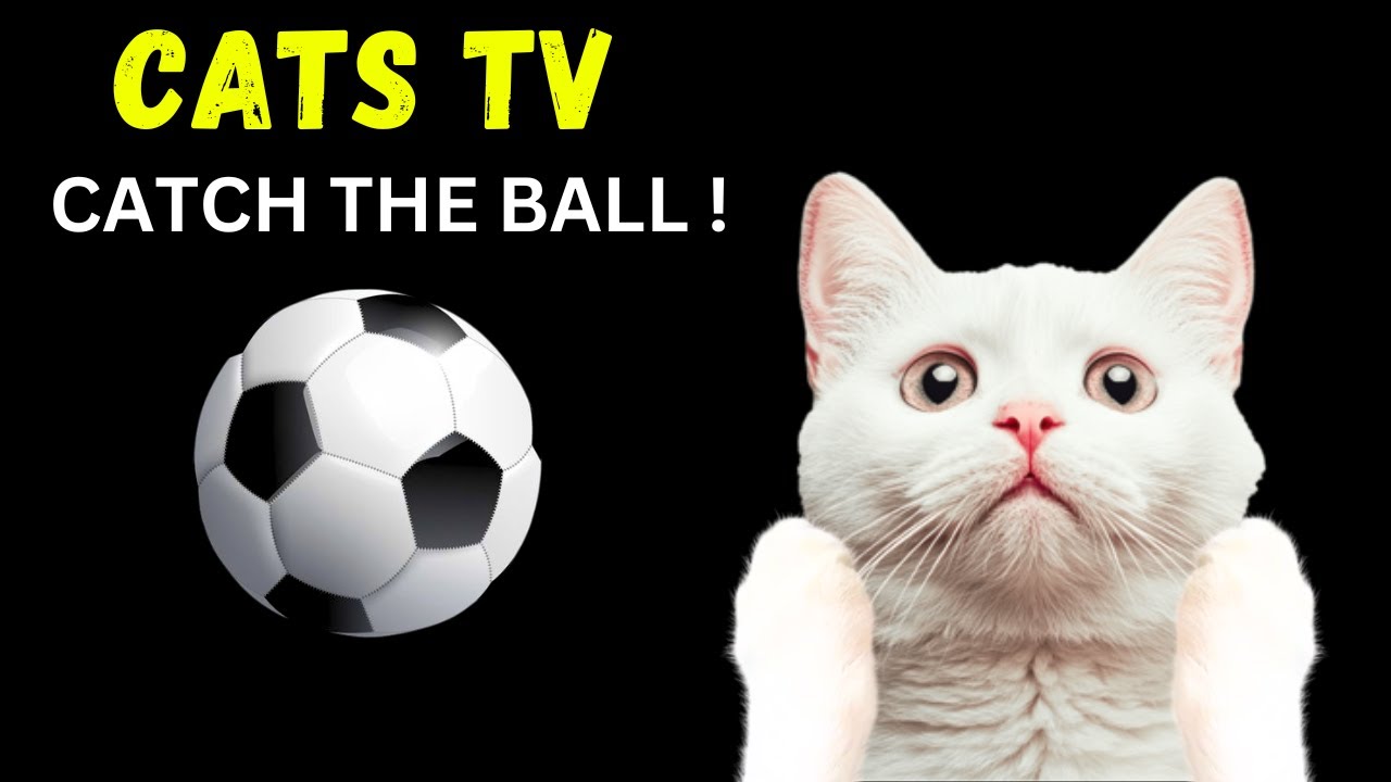 CAT GAMES: Soccer Ball ! TV for Cats to Watch 🐱 ️ - YouTube