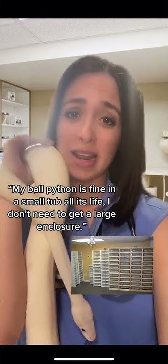 Ball python husbandry includes proper room, enrichment, temperatures ...