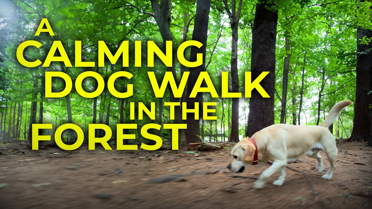 Peaceful Dog Walk in the Forest | Calming & Relaxing Off Leash Dog Walk ...