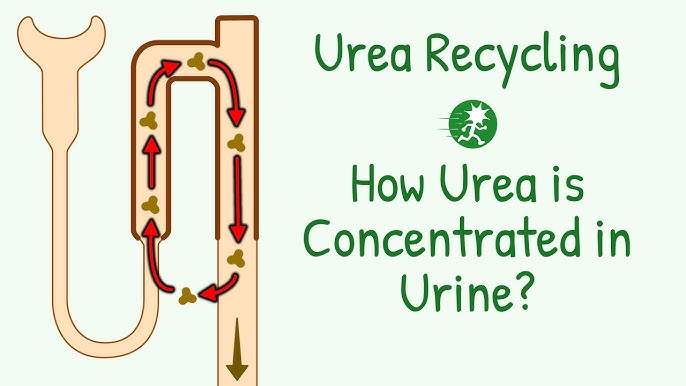 Urea Excretory System