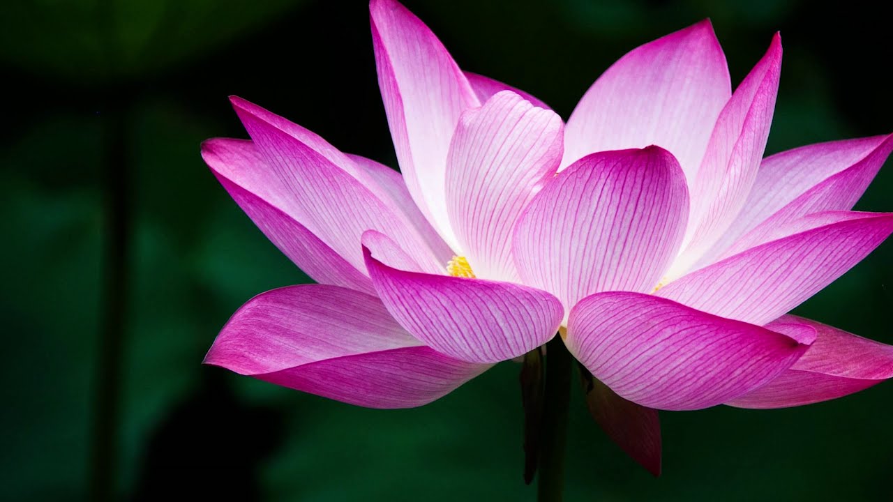 flor de loto - YouTube