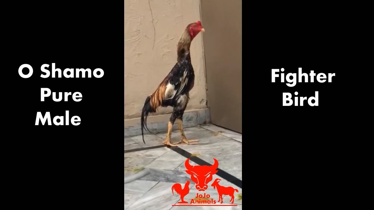 Pure O Shamo Male | 9 Months Age | Top Quality Shamo Blood - YouTube