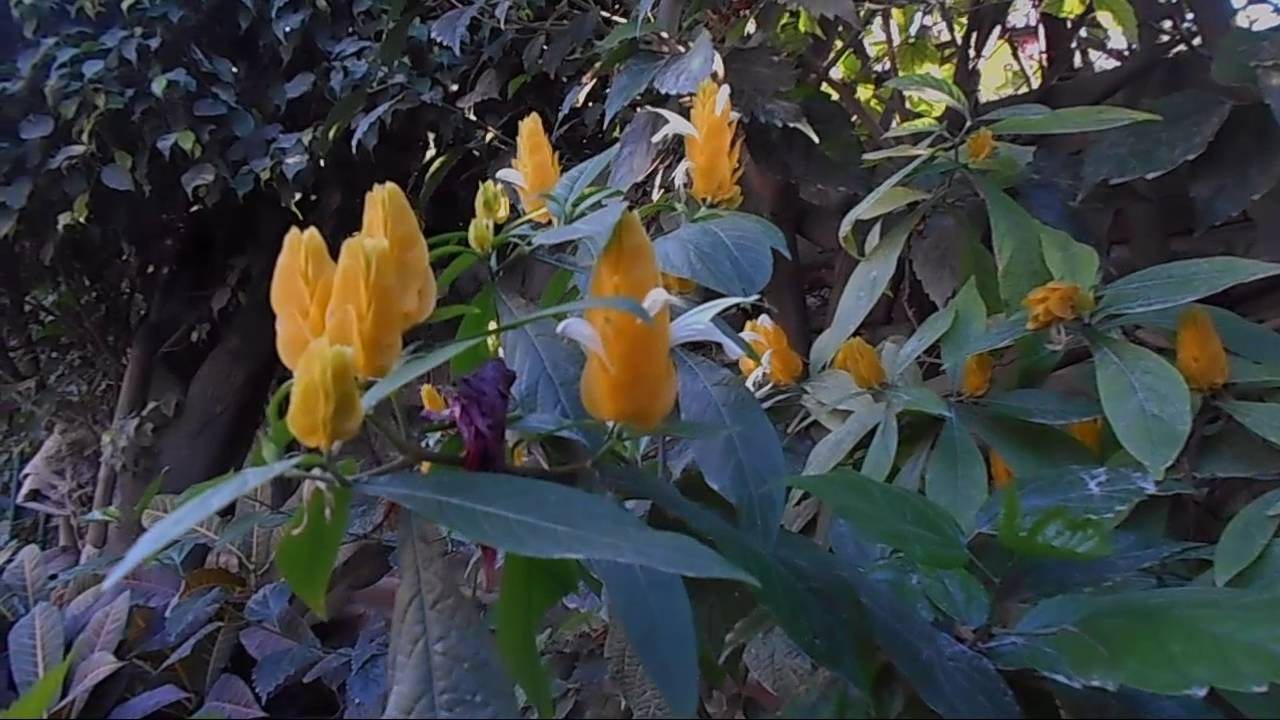 Pachystachys lutea // Pakistachi //Paquistaquis // Pakistan // Choclo ...