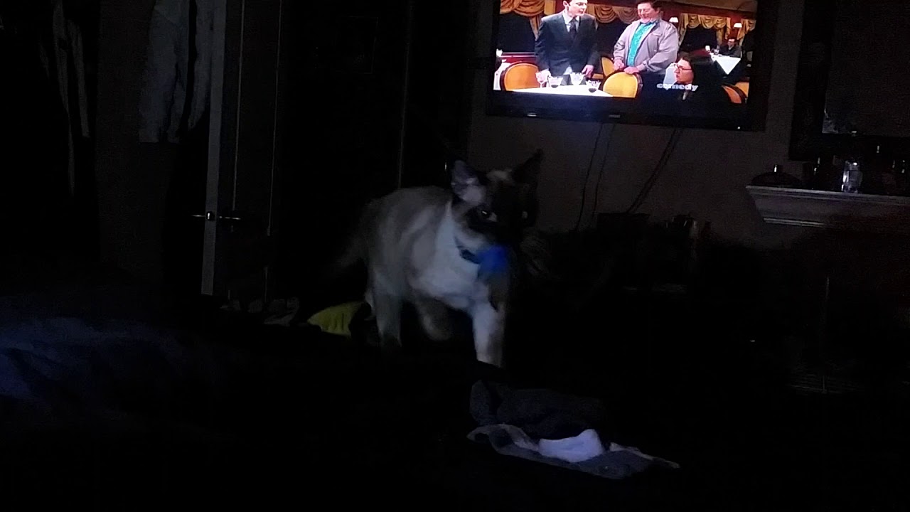 Slingshot cat - YouTube