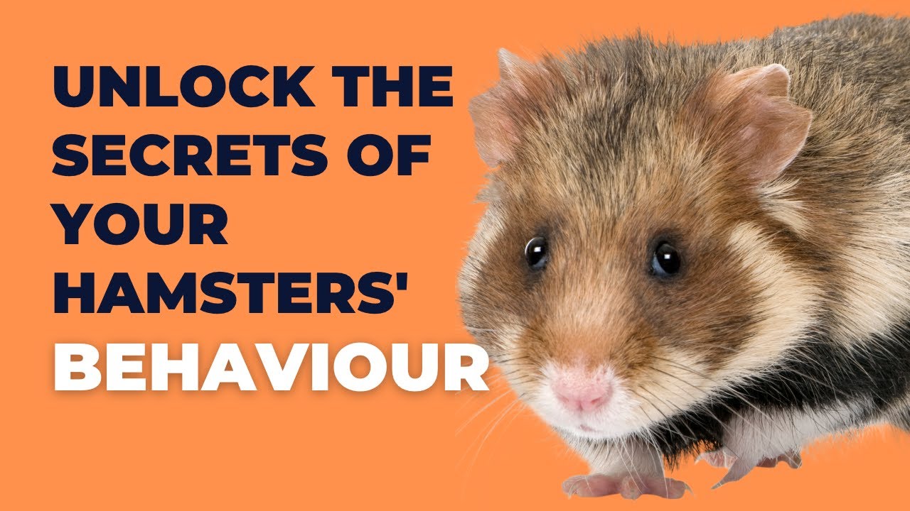 Unlocking the Secrets of Your Hamster's Behavior: Understanding Their Body Language - YouTube
