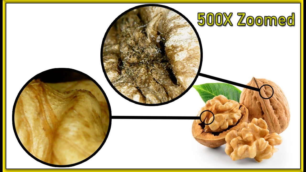 This Is Nut Zoomed 500 Times?! (Microscope) - YouTube