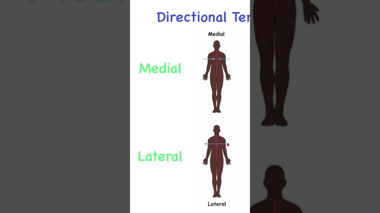 Medial Lateral Proximal Distal What do they mean directionalterminology