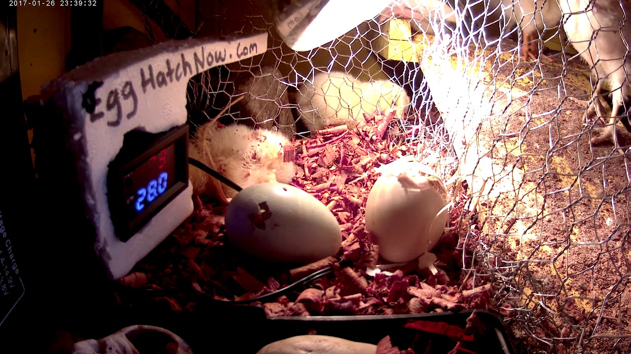 Chicken Hatching out of Egg - Egg Hatching - Time lapse of egg hatching ...
