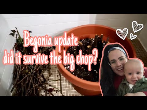 BEGONIA & THRIP UPDATE | Did my begonia survive the big chop? - YouTube