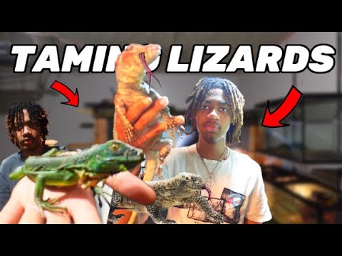 Socializing All Of My Crazy Lizards!! | Official.Merzy Vlog #230 - YouTube