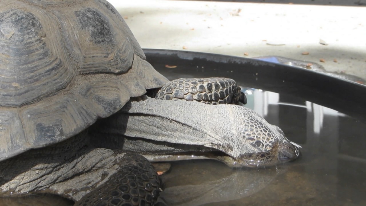 Tortoise Takes a Drink - YouTube