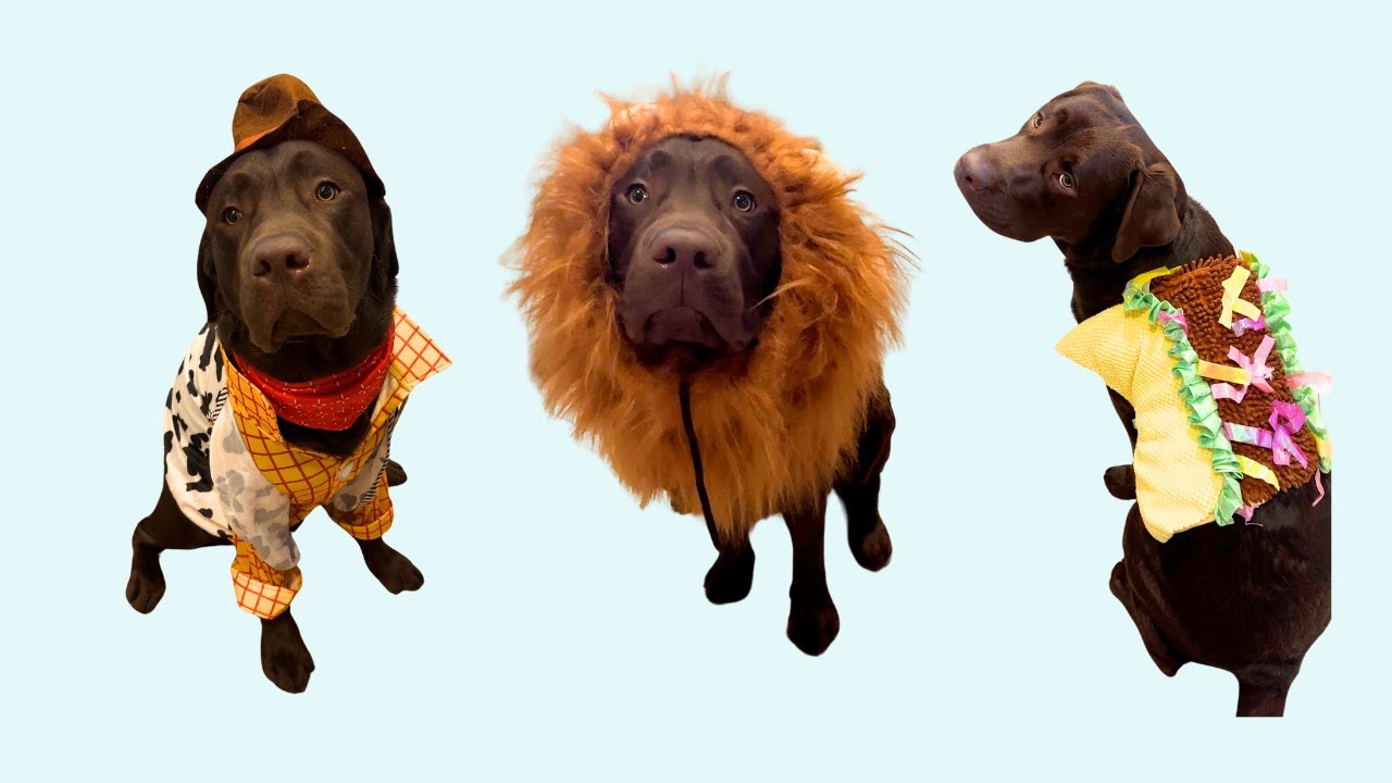 MY LABRADOR RETRIEVER TRIES ON HALLOWEEN COSTUMES!! - YouTube