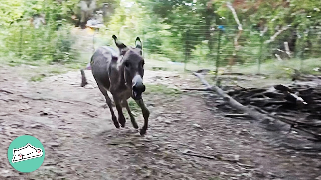 Clingy Donkey Cries If He Can’t Find His Brother | Cuddle Buddies - YouTube