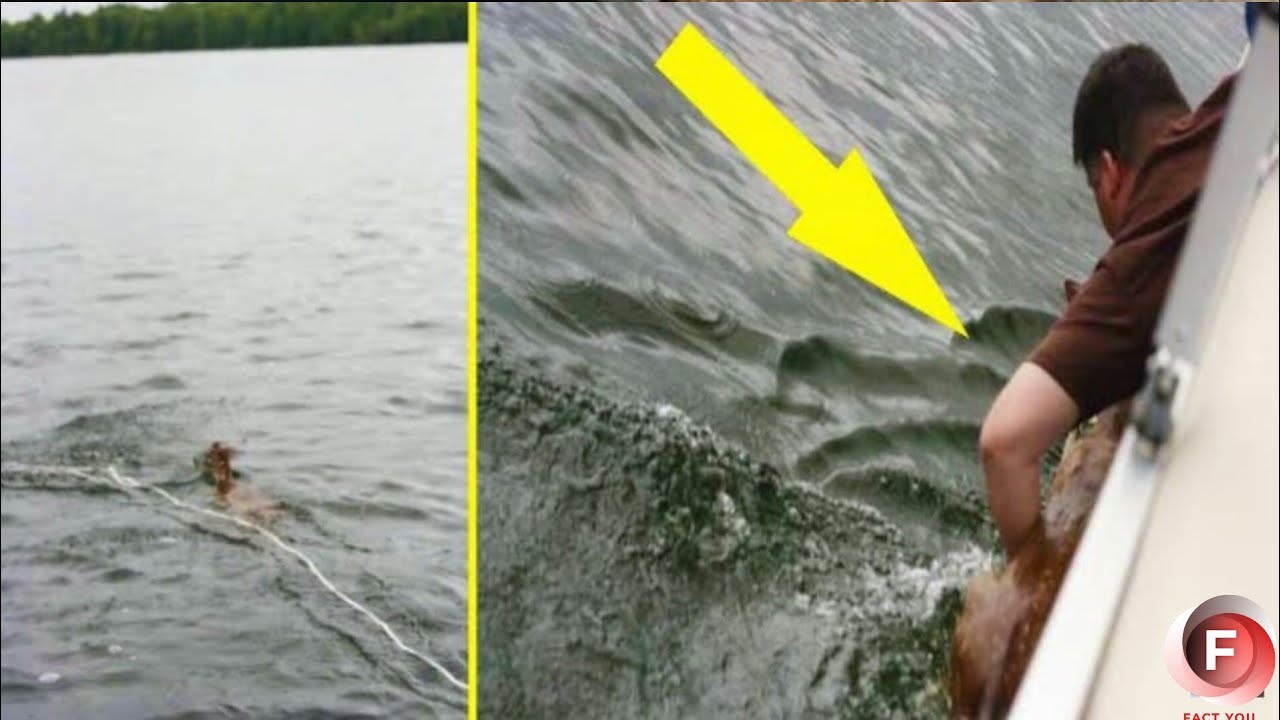 The navy sees a giant object moving in the water. But when they look ...