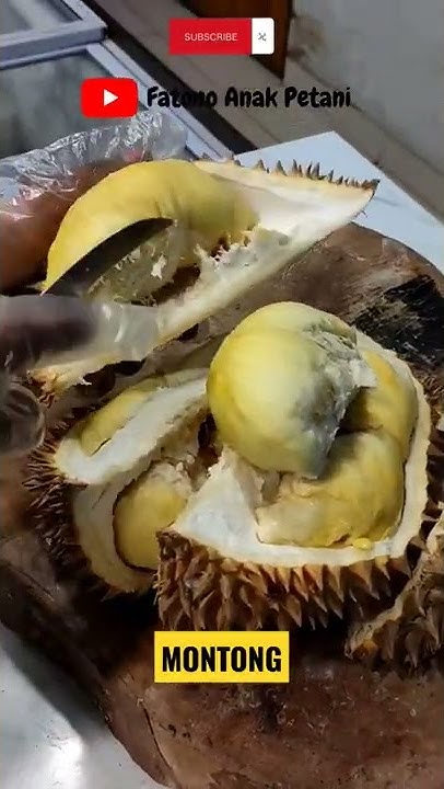 DURIAN MONTONG NYA SUPER TEBAL!! | DURIAN MONTONG #durianviral #duriantraveler #viralshorts # ...