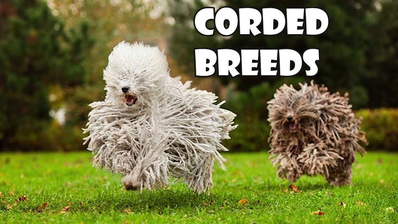 Podcast 100: What are the corded breeds and why are their coats like ...