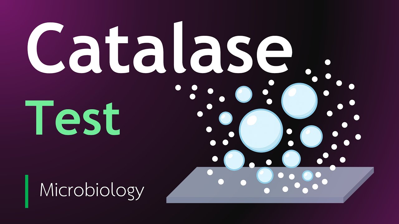 Catalase Test for Staphylococcus aureus | Principle and Procedure ...