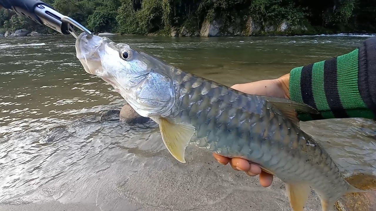 Golden mahseer##on zerek fish trap at pare river...🎏 - YouTube