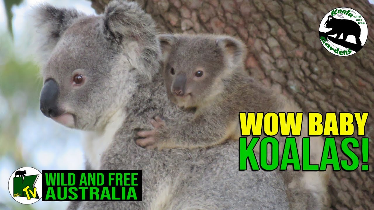 Koalas are Magic 🪄 - YouTube