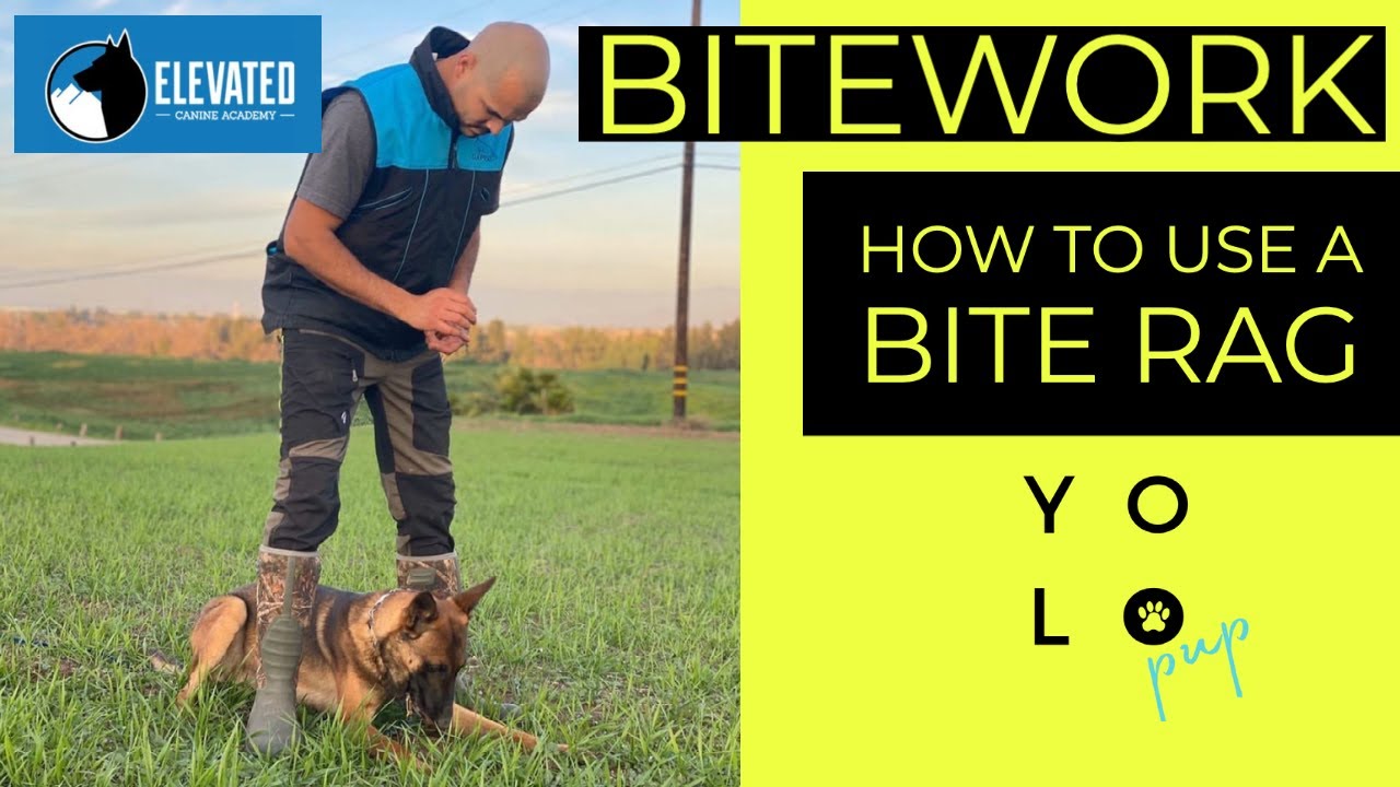 HOW TO USE PUPPY BITE RAG | BITEWORK BASICS - YouTube