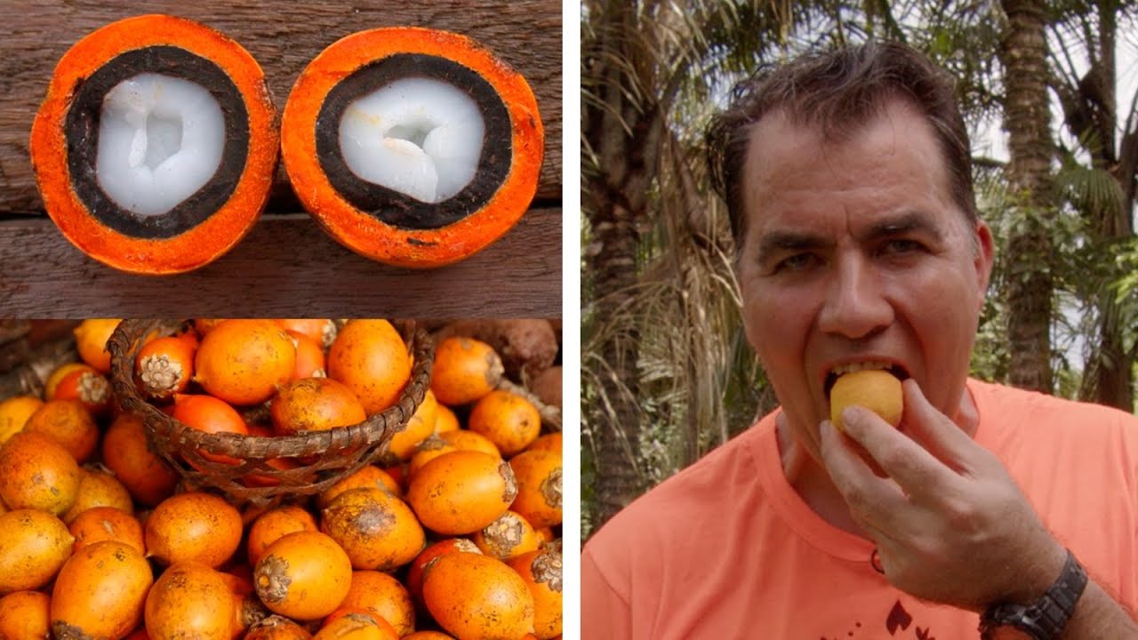 ConheÇa O Tucumà O Rosto De Manaus SÍtio Panc Youtube