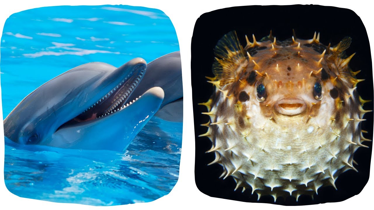 Guess The Whale Shark, Orca, Dolphin, Pufferfish, Catfish - Sea Animals ...