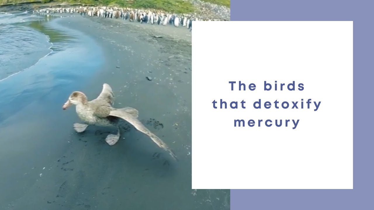 From Antarctica to California: how water birds detoxify mercury - YouTube