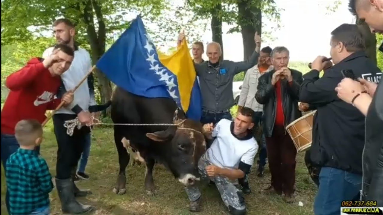 Korida i teferič i najbolje borbe bikova u Bosni: spektakl" GOJČIN ...