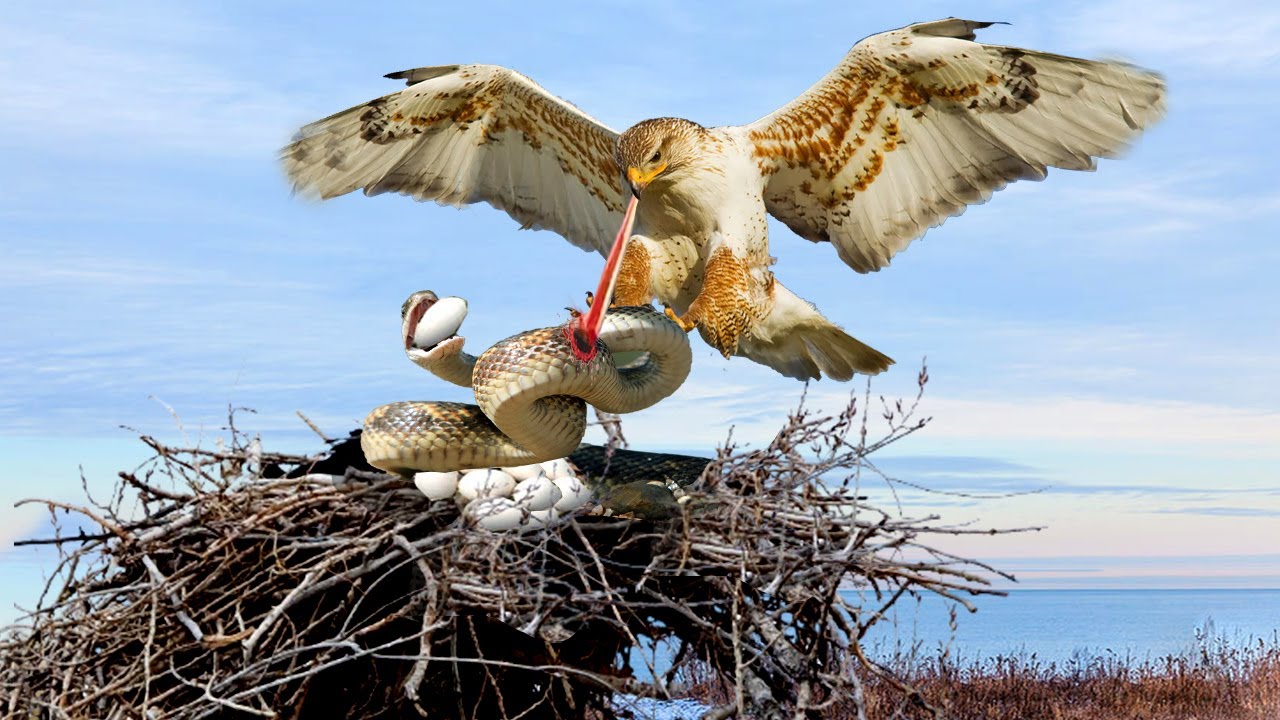 Unlucky Snake Falling Into The Evil Hawk's Sight And The Battle For ...