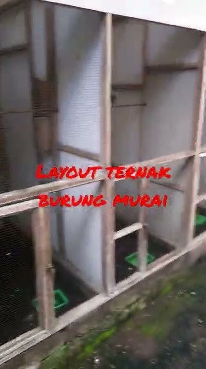 Kandang Ternak Murai Batu - YouTube