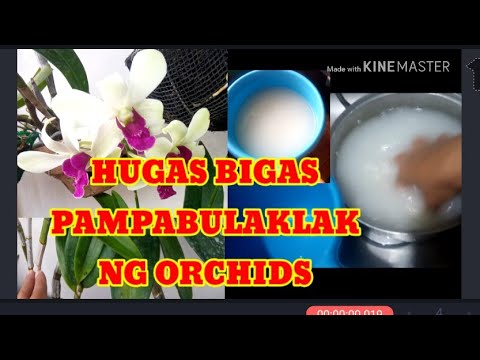 HUGAS BIGAS PAMPABULAKLAK - YouTube