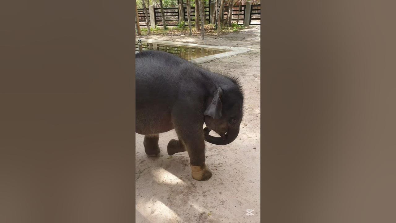 Rescue Baby Elephant (LOMPHAT) #shorts #rescue #elephant - YouTube