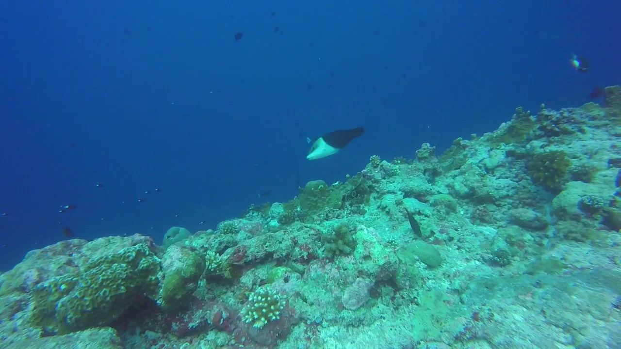 Sharks at the Blue Corner - YouTube