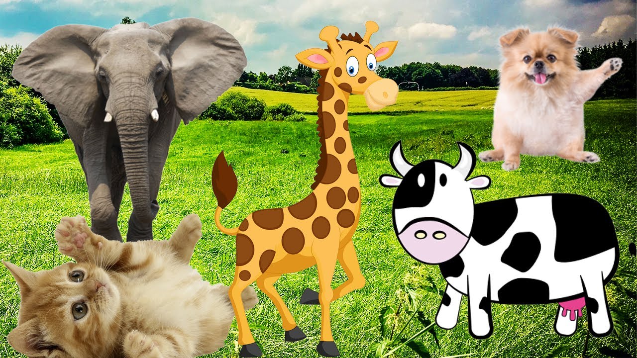 Around the zoo, looking for cows, cats, horses, ga, monkeys, pigs ...