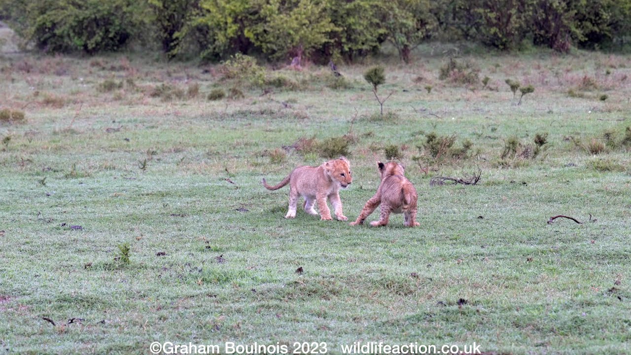 Playful lion cubs - YouTube