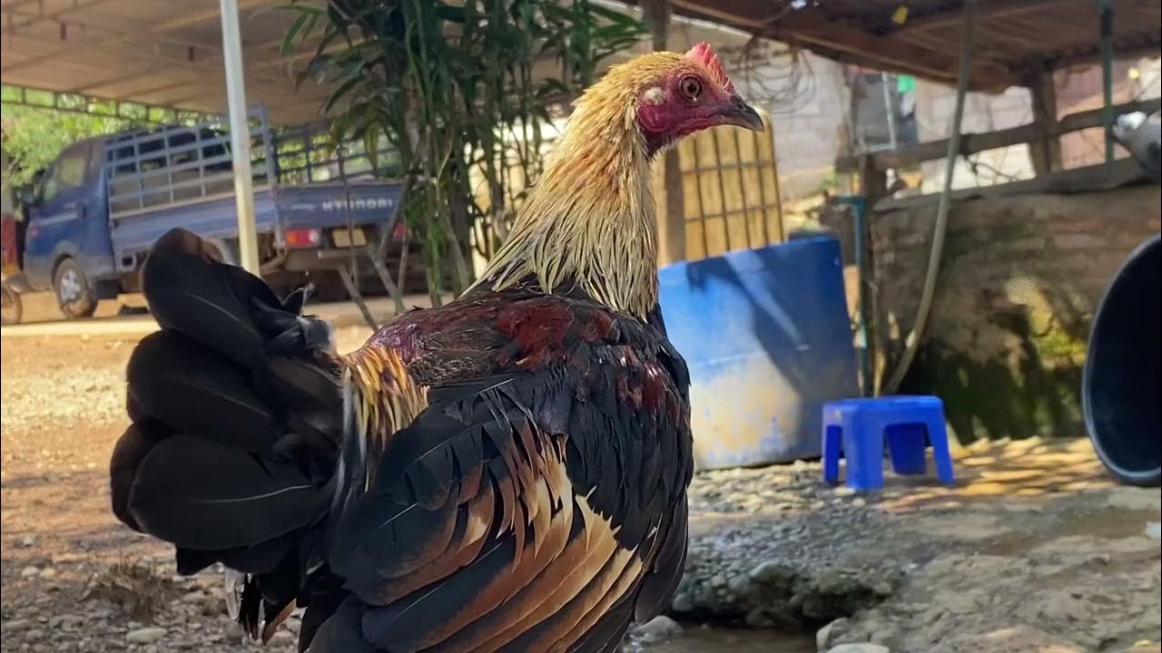 Qaib dib seb zoo nraug - YouTube