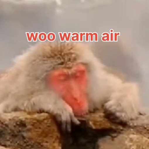 Monkey Finds INNER PEACE!#shorts #monkey - YouTube