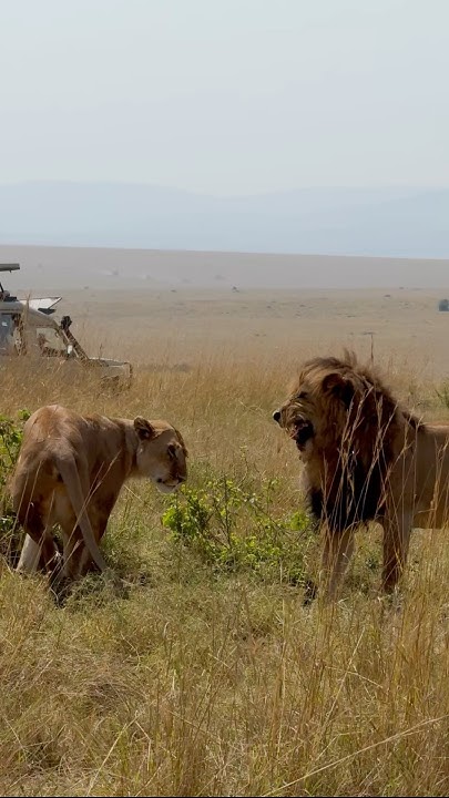 MASAI MARA HUGE LION AND LIONESS#lion #shortsfeed #shortfeed #foryou # ...