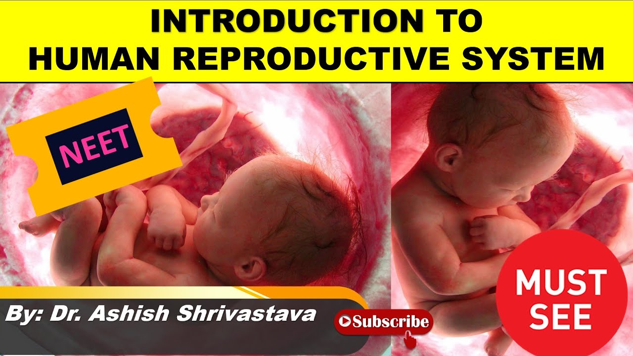 INTRODUCTION TO HUMAN REPRODUCTION|| HUMAN REPRODUCTION || NEET - YouTube