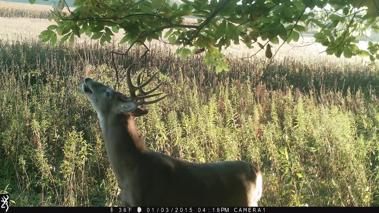 Browning Trail Cameras - Whitetail Buck Making a Scrape and Working ...