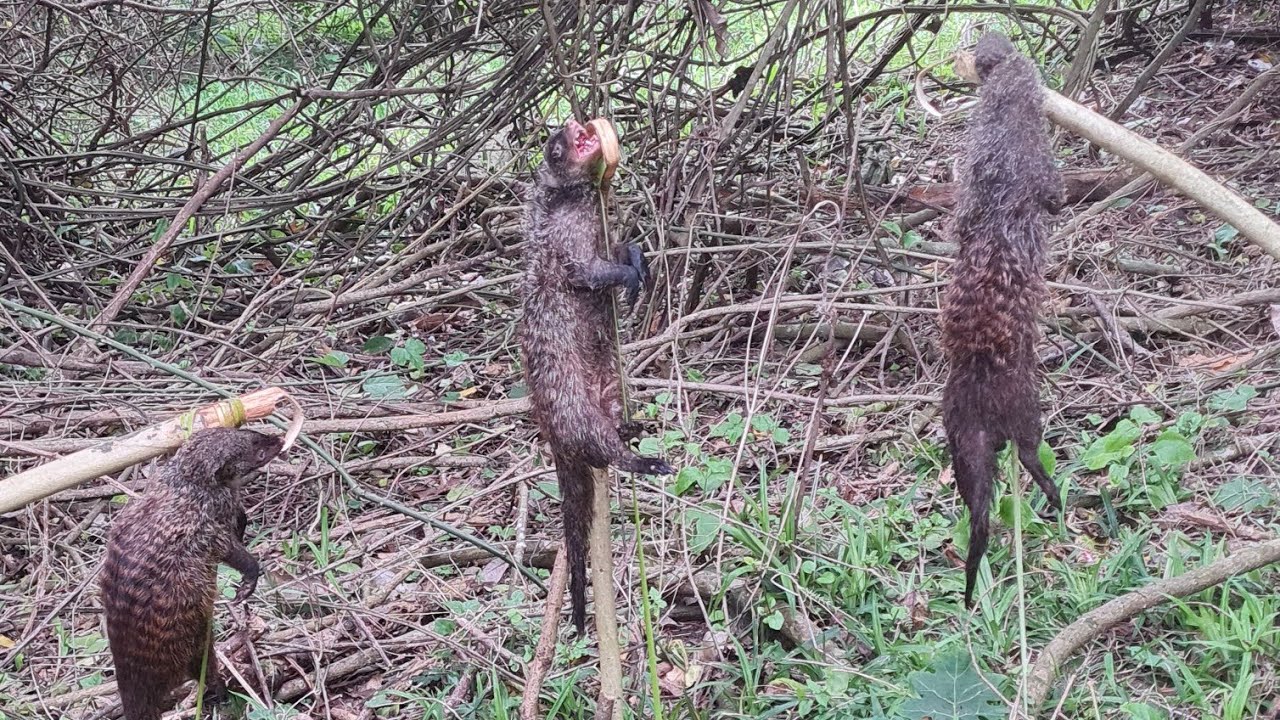 jungle trap knowledge and survival skills. - YouTube