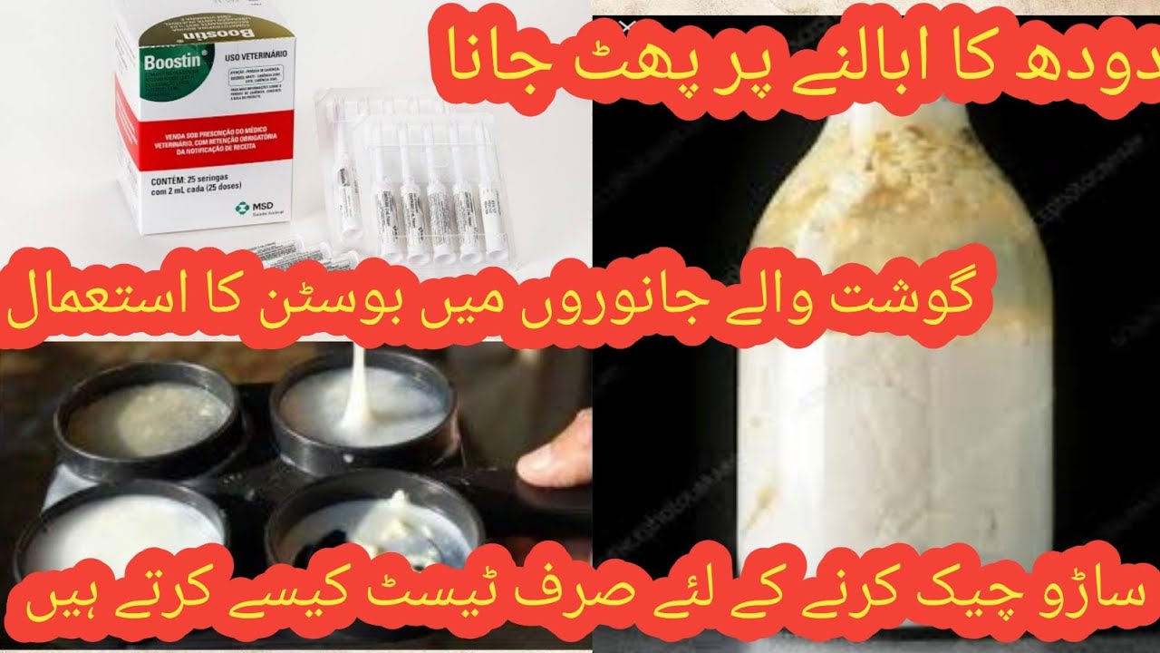Cow heat me nae aati II Use of boostin injection in fattening II ...