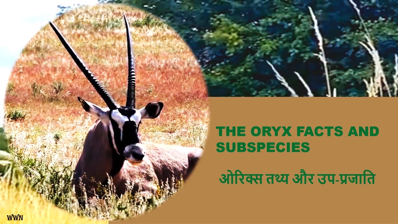 THE ORYX FACTS AND SUBSPECIES: - ओरिक्स तथ्य और उप-प्रजाति - YouTube