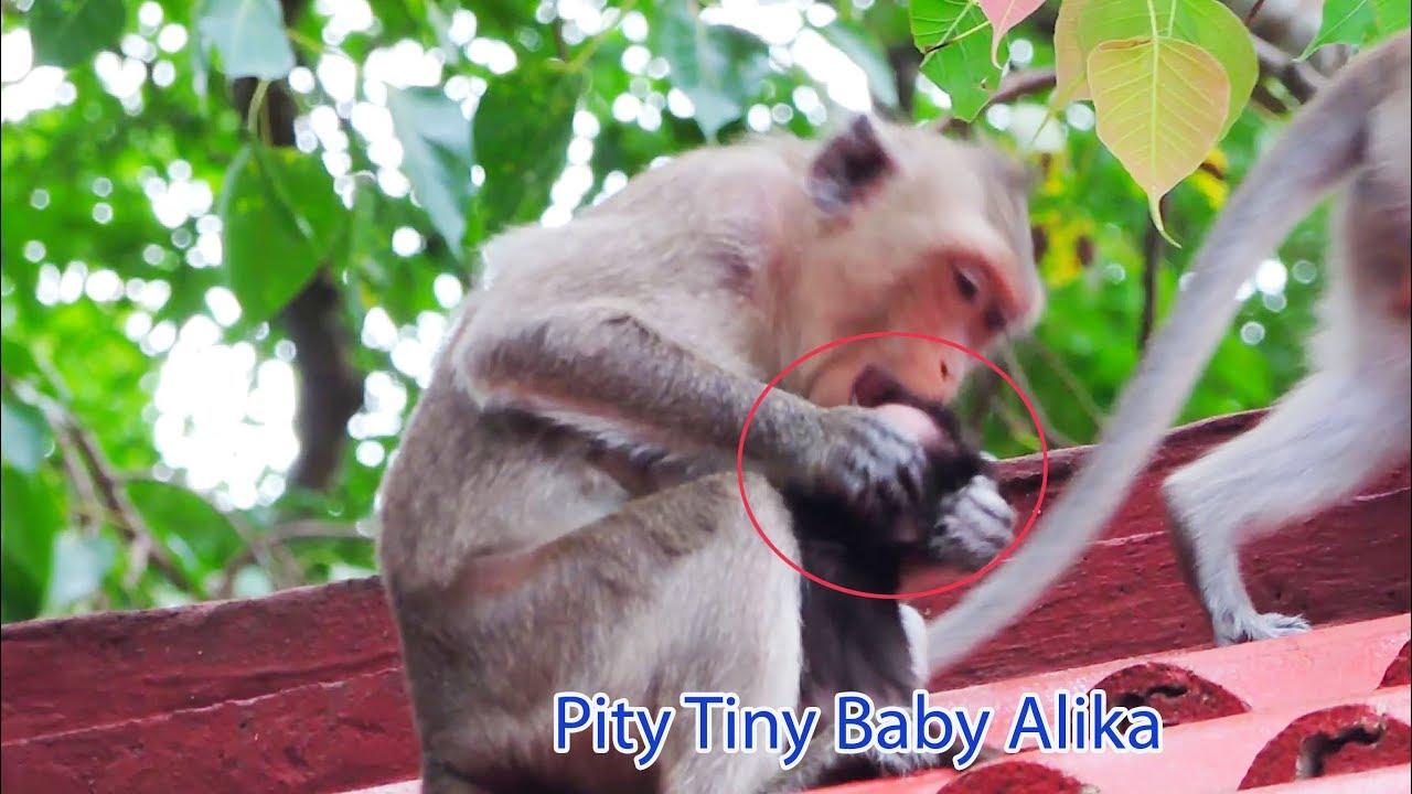 So Pity Tiny Baby Alika Get Bitten & Doing So Bad By Young Mama Alina ...