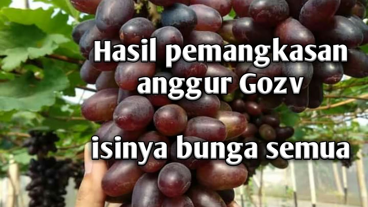 update 14 hr setelah pemangkasan anggur gozv - YouTube
