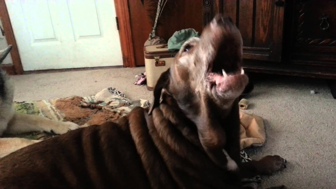 Silent barking - YouTube