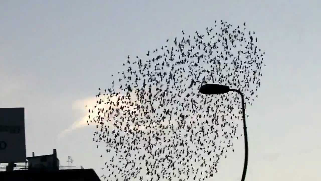 Million Birds' Gathering - YouTube