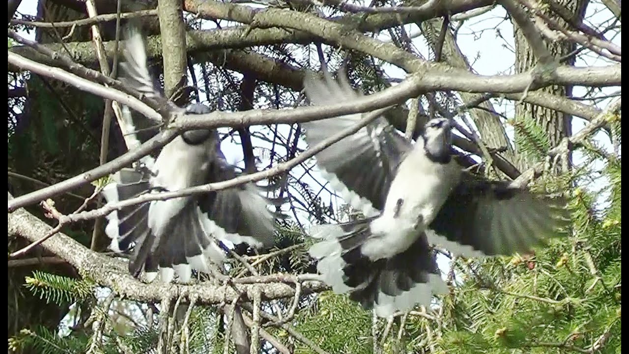 Blue Jays Playing 1 - YouTube