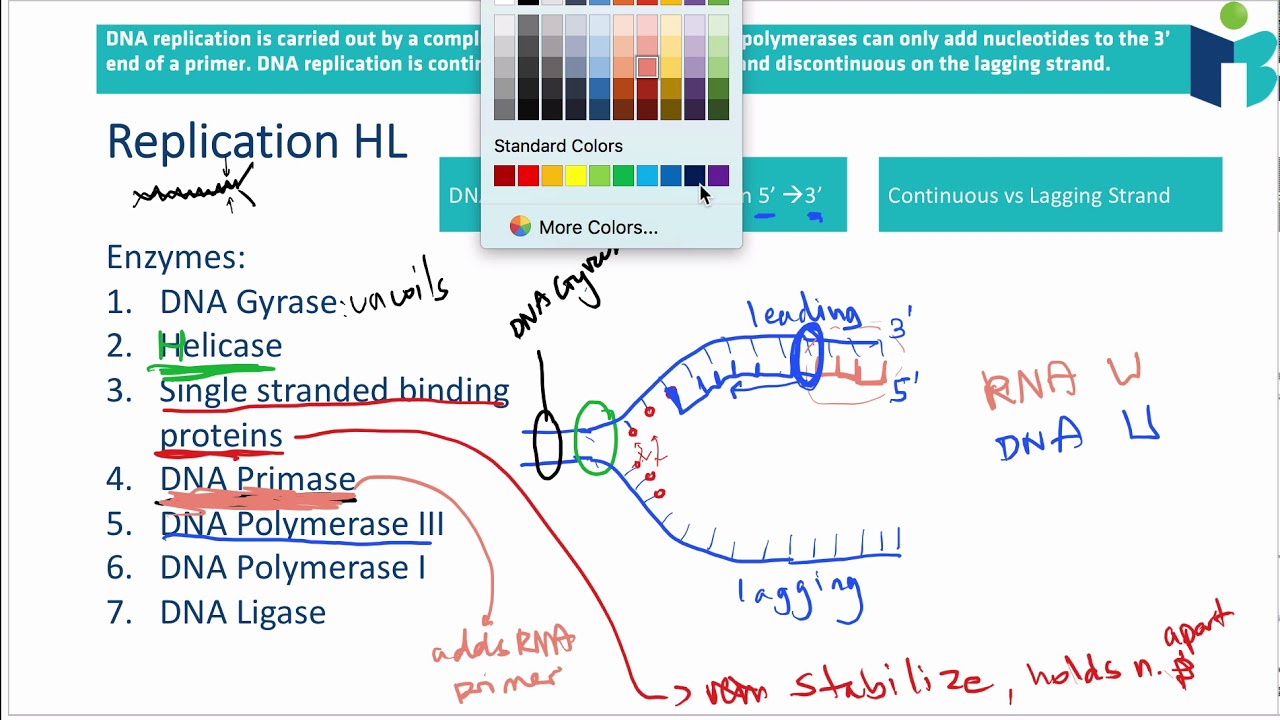 Dna Replication Hl Ib Biology Revision Notes Topic 7 Youtube